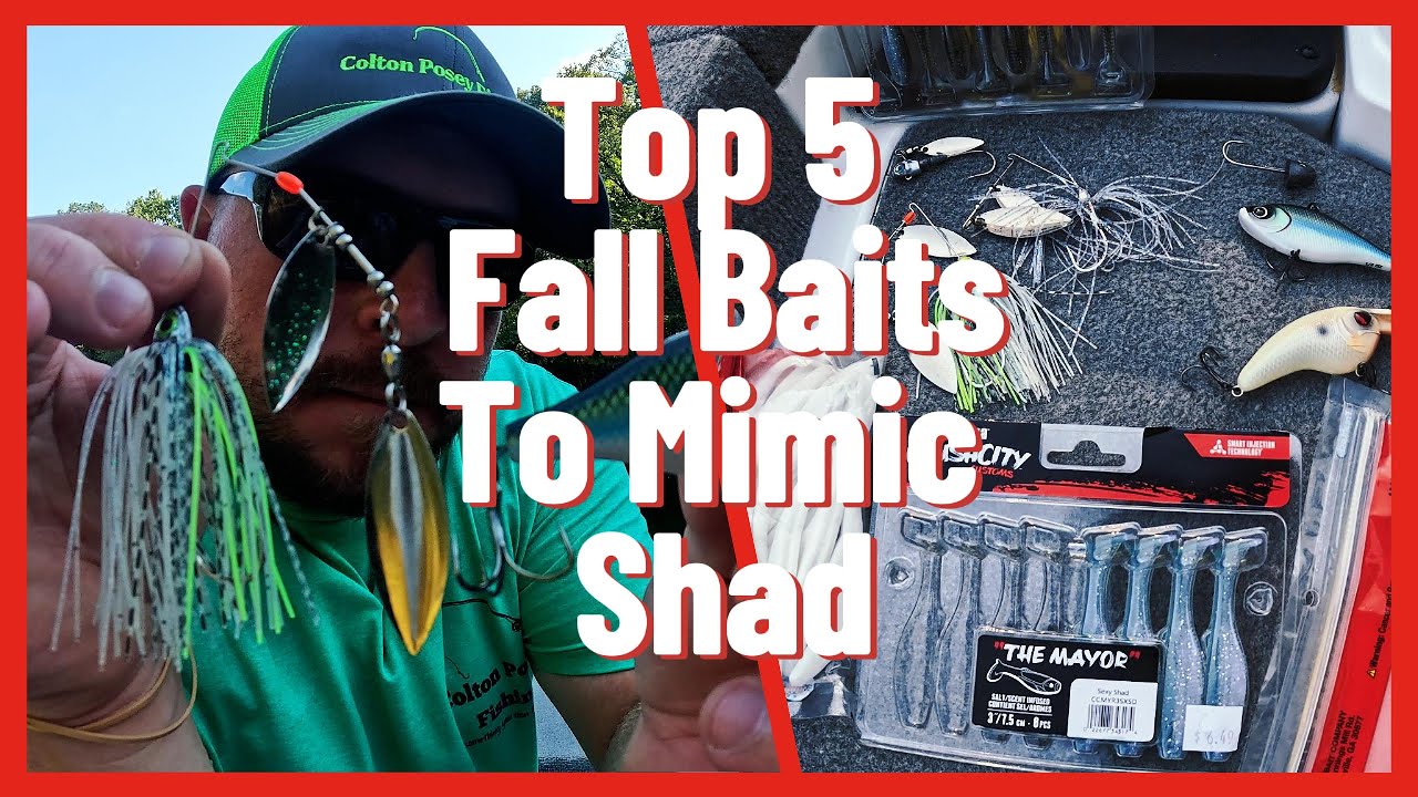 My Favorite Shad Imitating Baits During the Fall (Bass Fishing) - YouTube