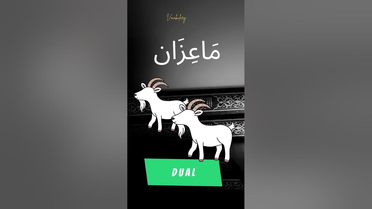 How To Say Goat In literary Arabic YouTube how-to-say-goat-in-literary-arabic-youtube