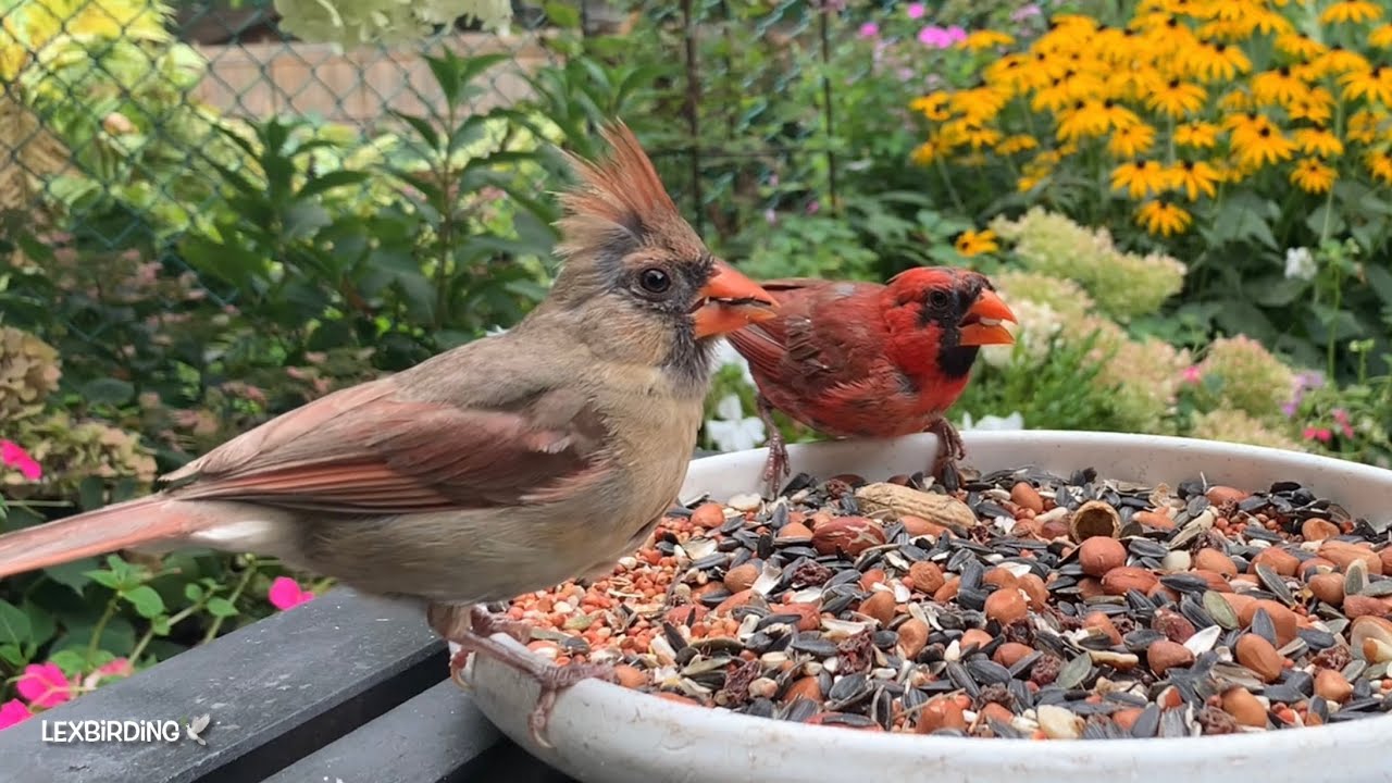 Beautiful Northern Cardinals Pair - YouTube