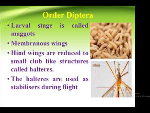 Classification of insect , Order Diptera | Forest Education - YouTube