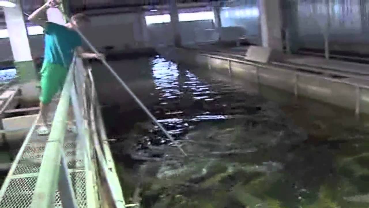 The Mottra Caviar Story - YouTube