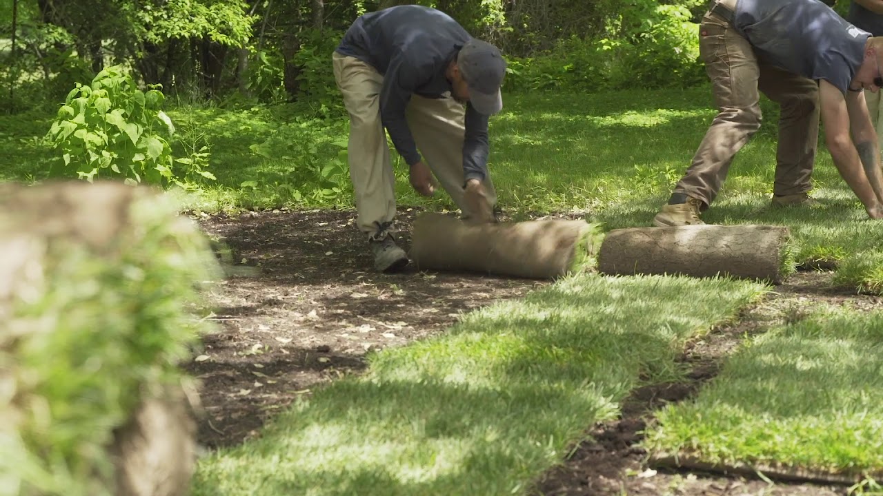 Sodding is the fastest and easiest way to establish a lawn. - YouTube