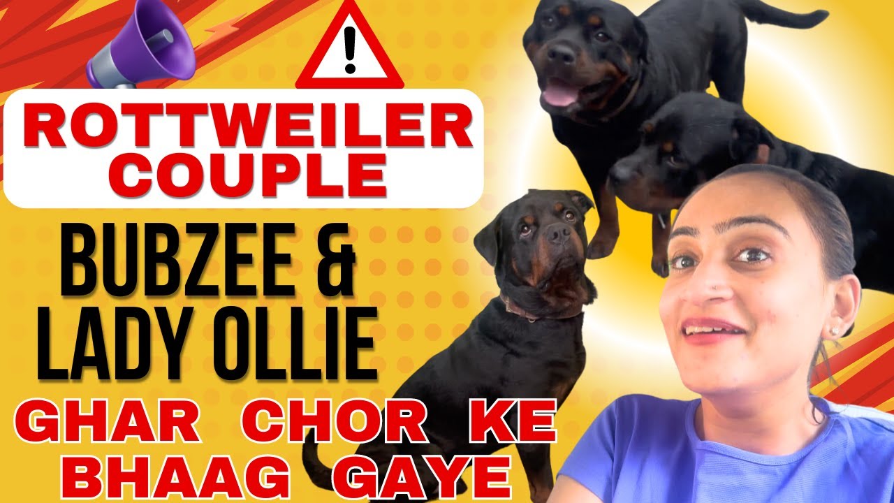 Rottweiler Couple Bubzee & Lady Ollie Hume Chakhmaa De Ke Ghar Se Bhaag ...
