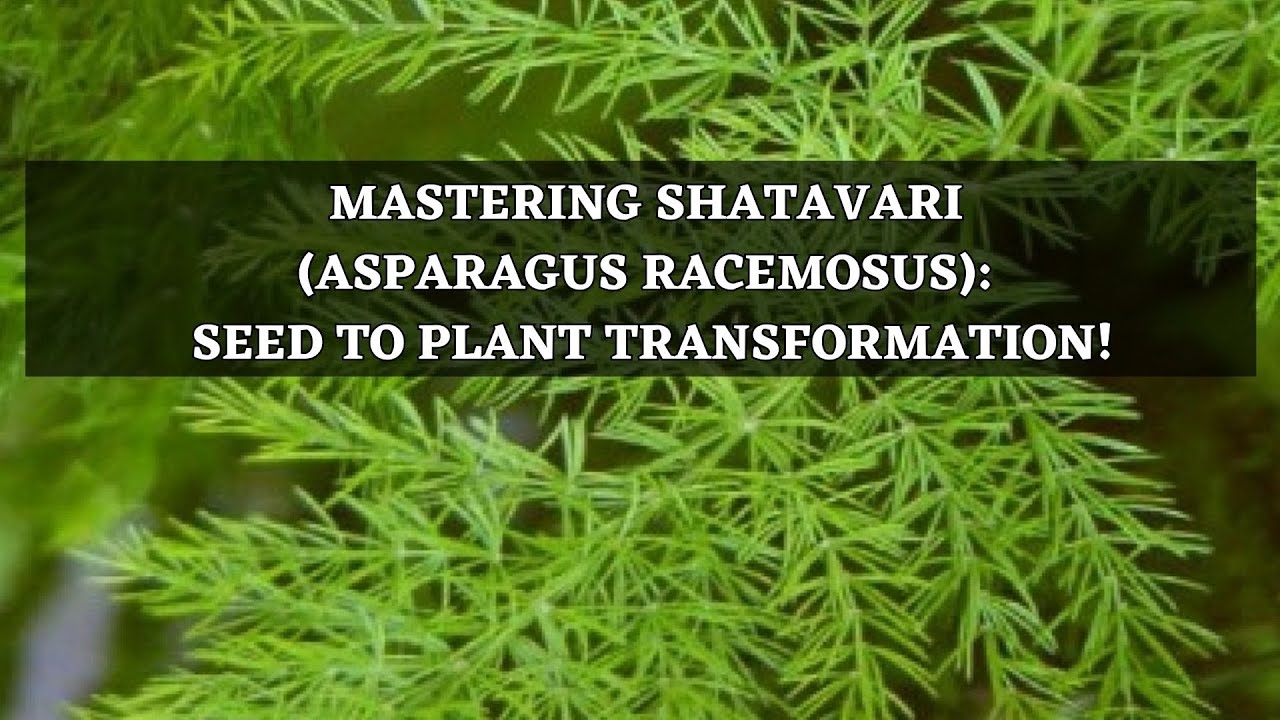 Mastering Shatavari (Asparagus Racemosus ) Seed To Plant Transformation ...