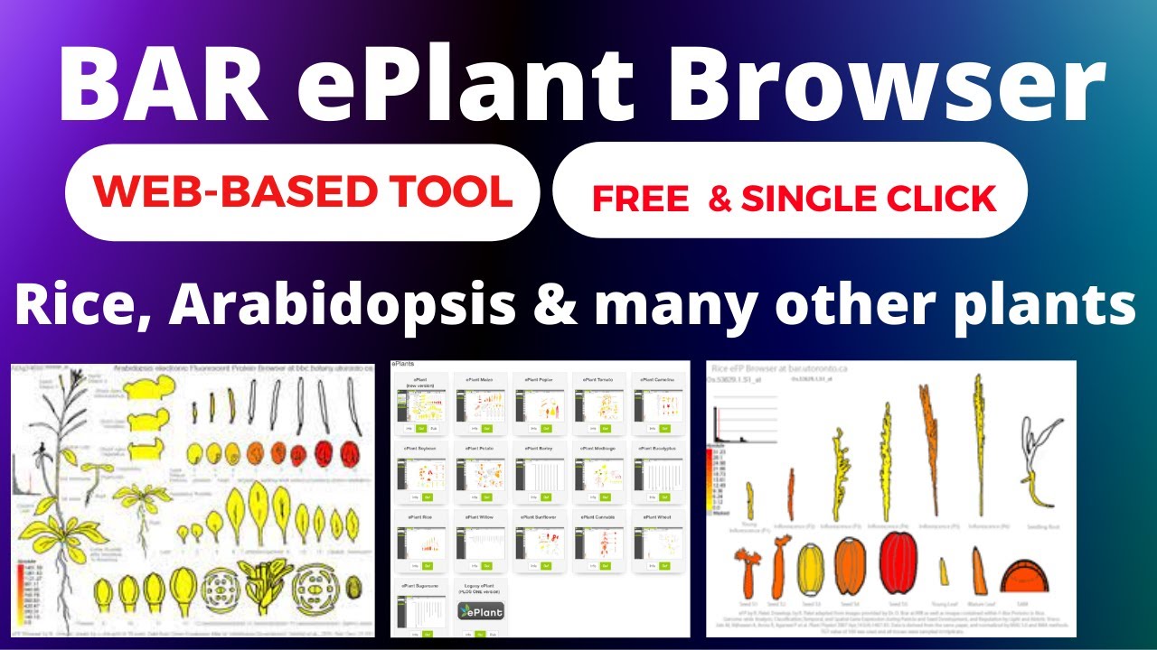 Get any gene expression | BAR ePlant Browser - YouTube