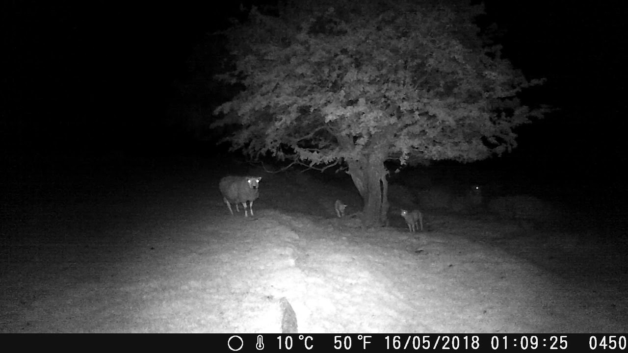 Welsh Hill Sheep and Lambs at night - YouTube