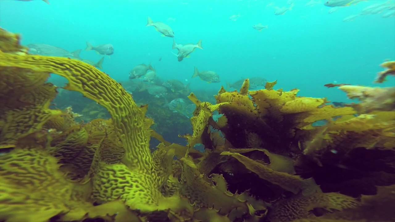 Mettams Pool - YouTube