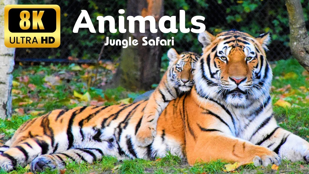 Wildlife Safari || Animals 4K || Amazing Animals in 4K - YouTube