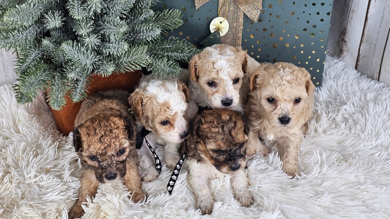 Christmas Cavapoo Siblings sweet and colorful. Reserve today with ...