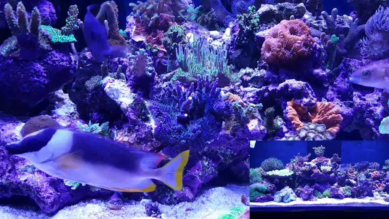 Reef Tank Enjoy (Miracle Mud and Triton Core 7) - YouTube