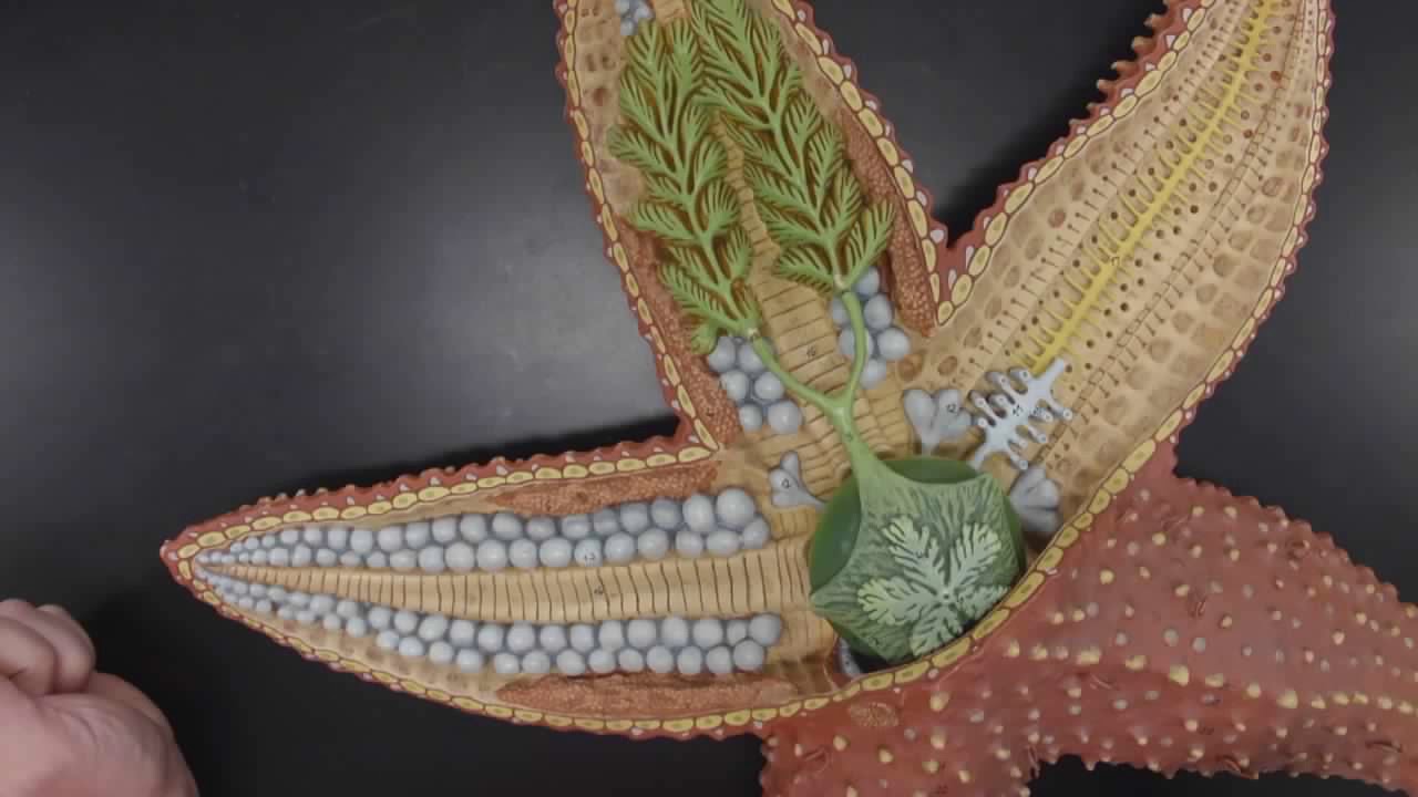 Starfish Model Tour - YouTube