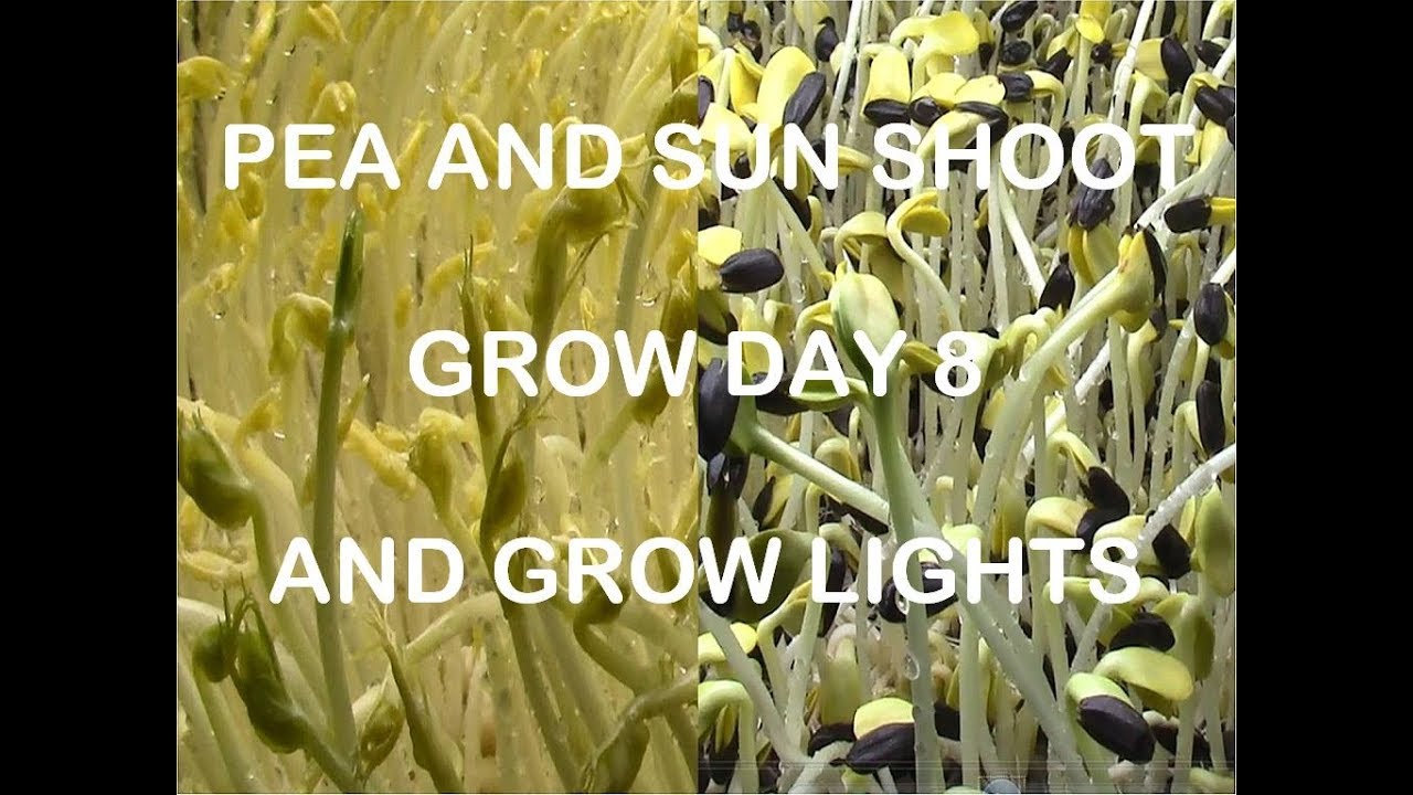 Pea & Sun Shoot Grow Day 8 Under the Lights - YouTube