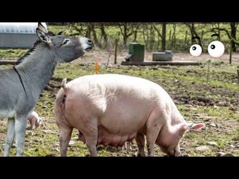 When Donkey Meets Pig: A Strange Creation Beyond Imagination