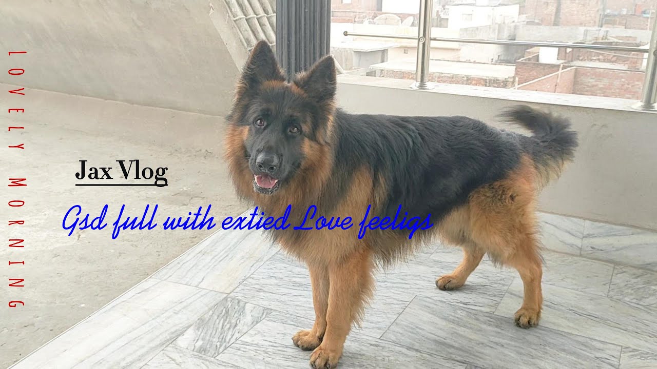 German Shepherd Jax Training Lifestyle he is so excited every morning ...