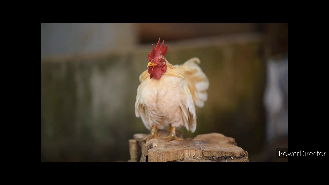 Chicken Scream - YouTube