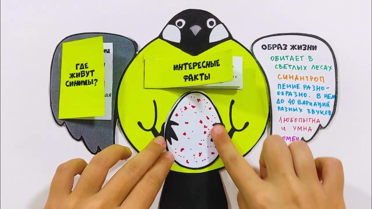Мини-бук «Синица» — lapbook.ru - YouTube