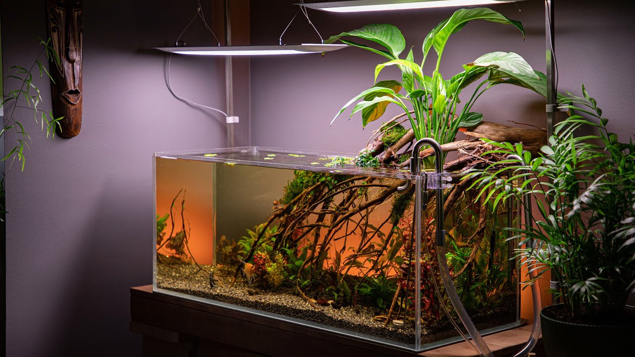 How I built a 160L aquarium INSTANTLY to RESCUE my friend’s ANGELFISH ...