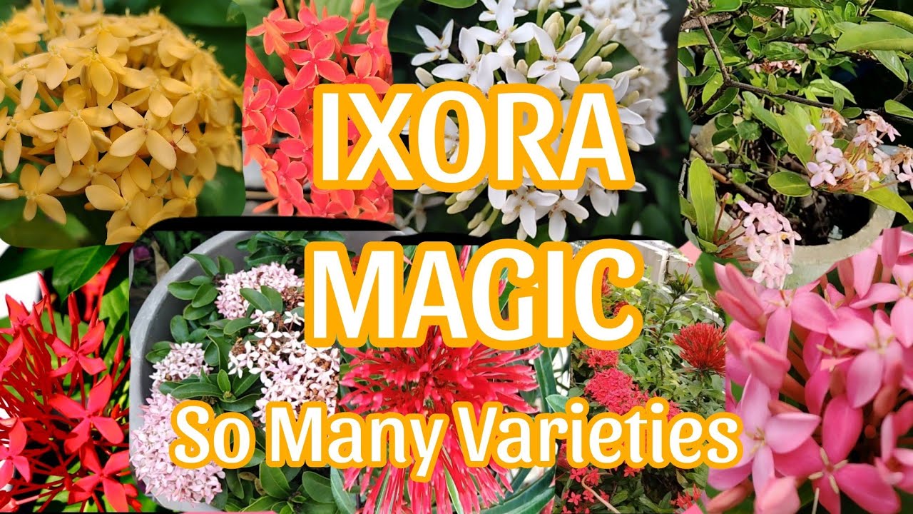 Know about Different Ixora Varieties#ixora #gardening#viral#trending#triptomygarden - YouTube
