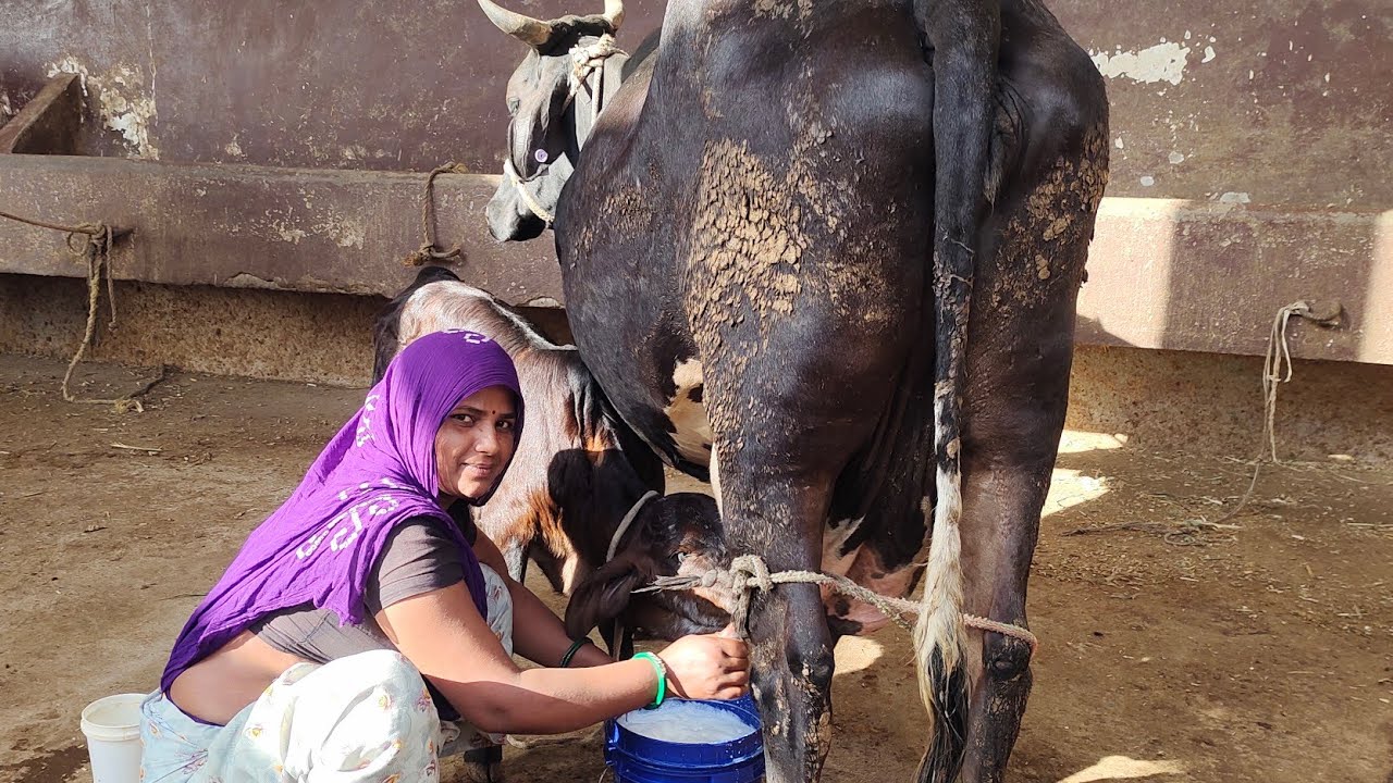 first time cow milking after delivery in dairy farm - YouTube