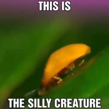 This is a Silly Creature - YouTube