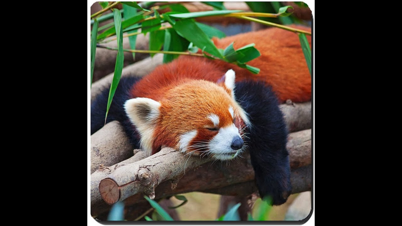 Red panda | Most Adorable Red Panda CUTEST Compilation ! - YouTube