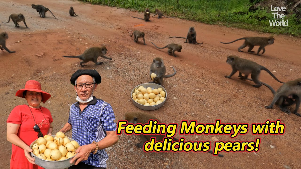 Feeding hungry monkeys with delicious pears! Love the world! - YouTube