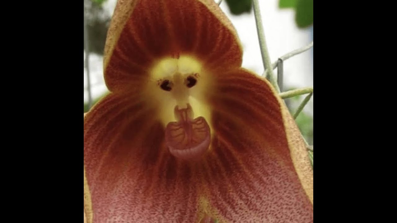 “Monkey Face Orchid: One of the Strangest Orchids in the World” - YouTube