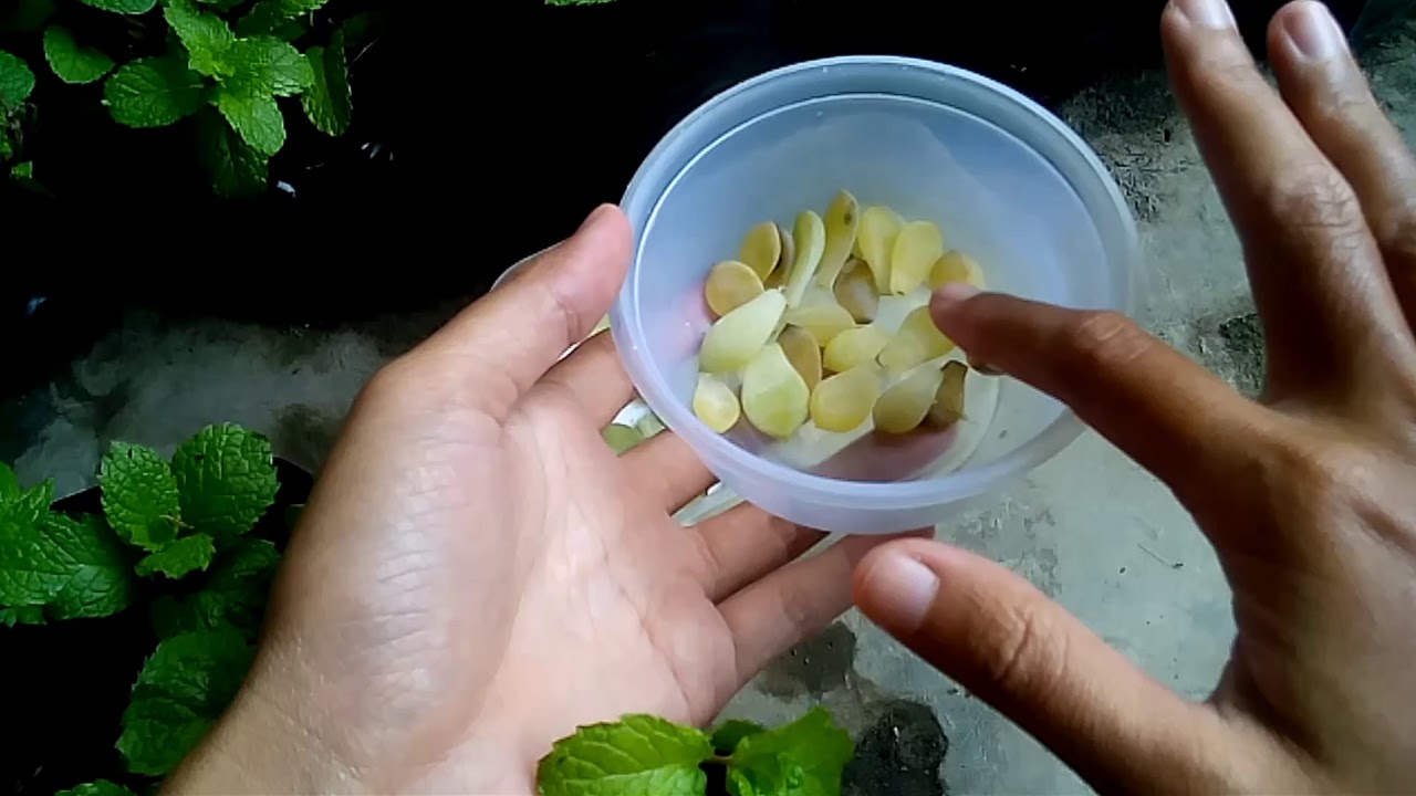 Penjelasan Kenapa Saat Stek Daun Sukulen Menguning dan Kering! - YouTube