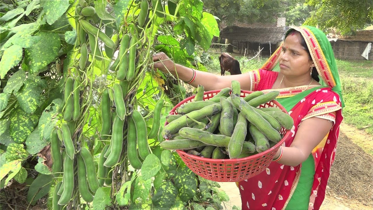 घरेलू कौंच की मसालेदार तरकारी जो आपको पता भी नहीं होगा HEALTHY FOOD of ...