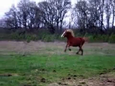 Shakira our chestnut Percheron mare in soggy Oregon - YouTube