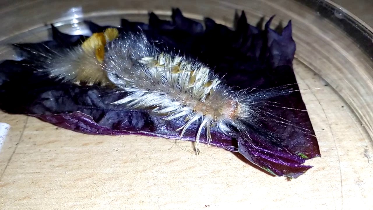 Molting of moth caterpillar...... - YouTube
