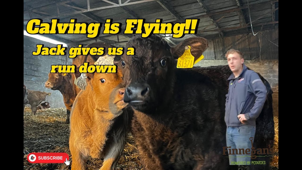 CALVING UPDATE - YouTube