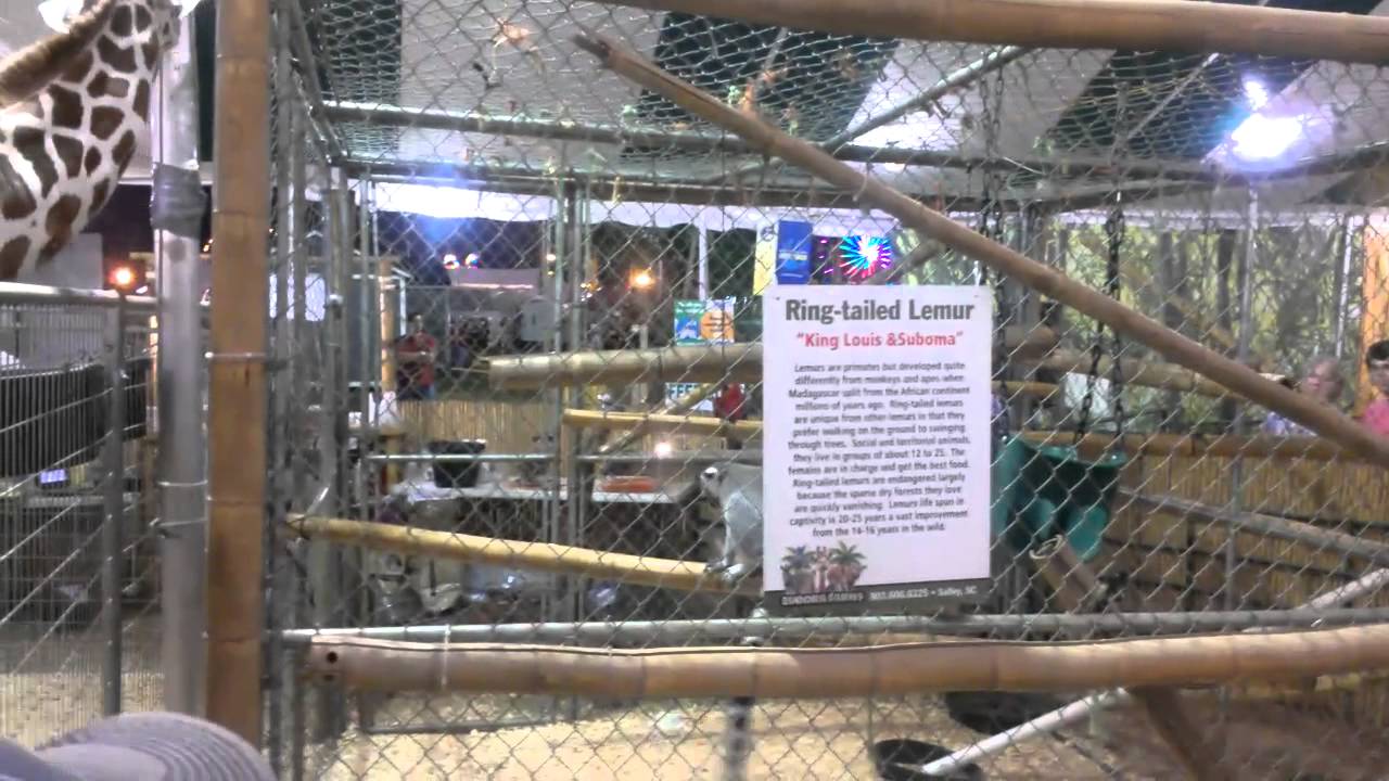 Giraffe licking a pole - YouTube