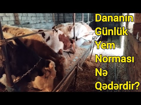 BİR DANANIN GÜNLÜK YEM NORMASI NƏ QƏDƏRDİR?