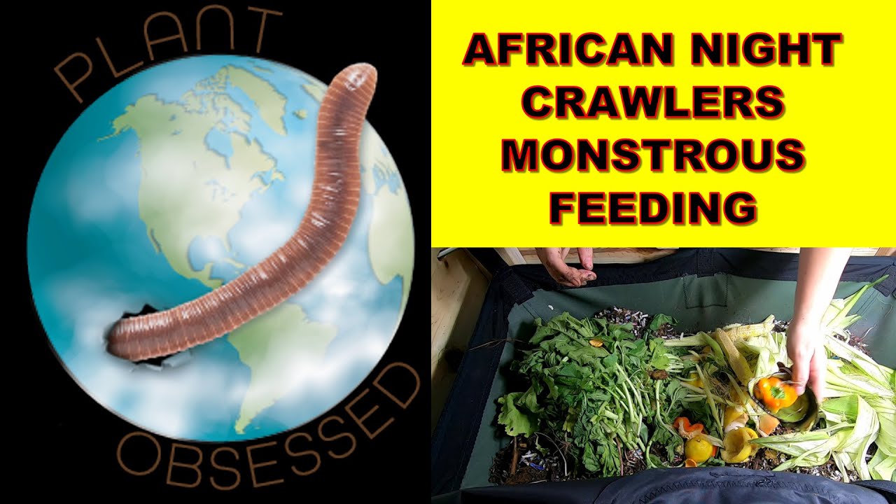 AFRICAN NIGHT CRAWLERS LARGEST FEEDING EVER - YouTube