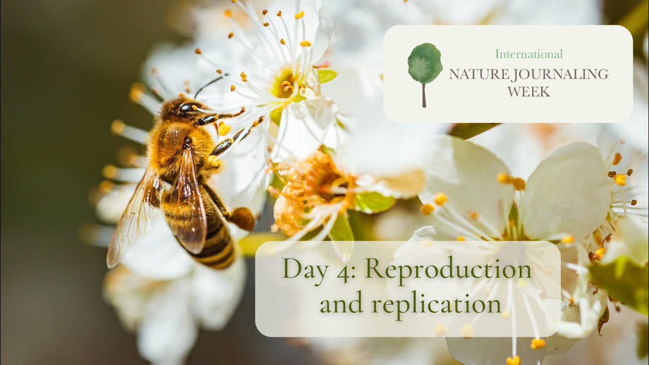International Nature Journaling Week 2024 - Day 4: Reproduction and ...