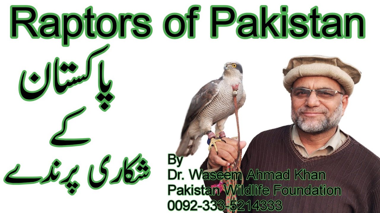 The Raptors of Pakistan | Facts About Falcon Hunting in Pakistan | How ...