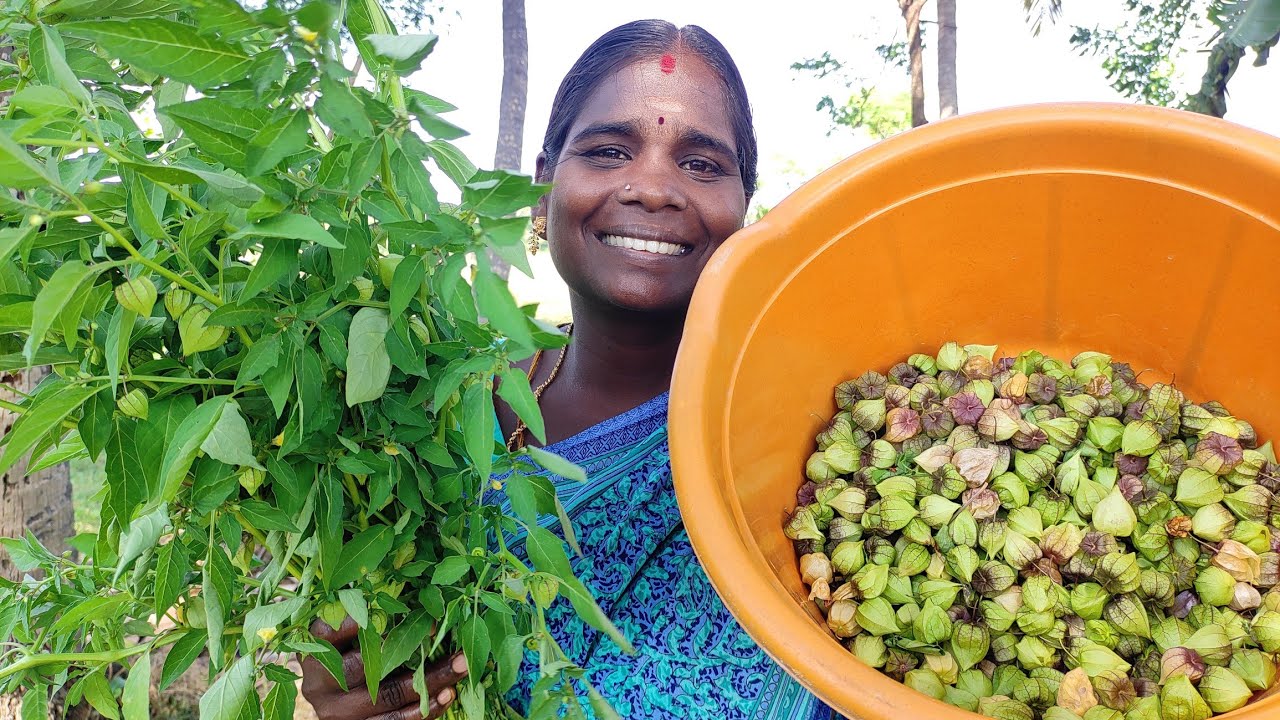 Sodakku Thakkali Recipe in Tamil / மருத்துவ குணம் நிறைந்த சொடக்கு ...