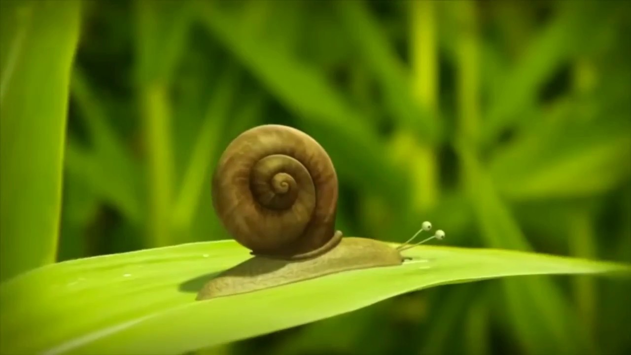 Minuscule Valley of the Lost Ants & other storiese MINUSCULE BEST ...