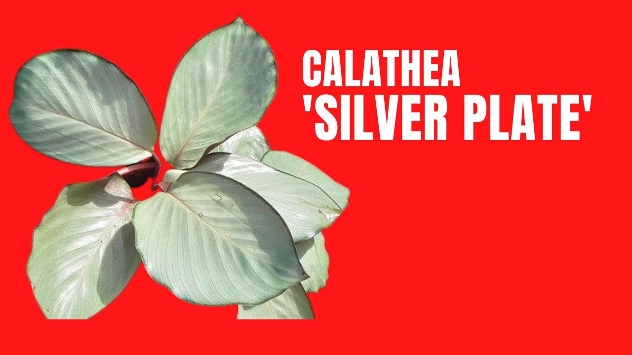 || HOW TO CARE FOR || CALATHEA ‘SILVER PLATE’ || - YouTube