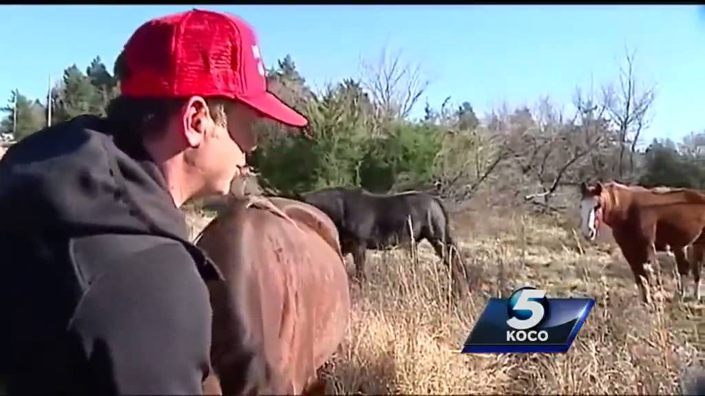 Famous Norman donkey now safe and sound back home - YouTube