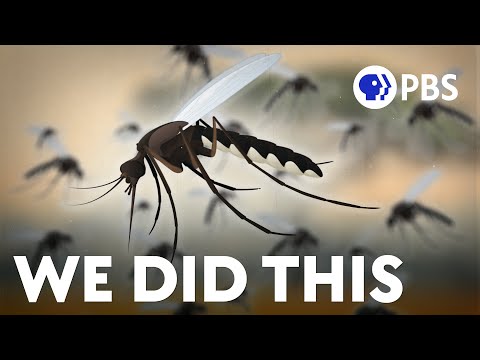 Were Mosquitoes Around With Dinosaurs