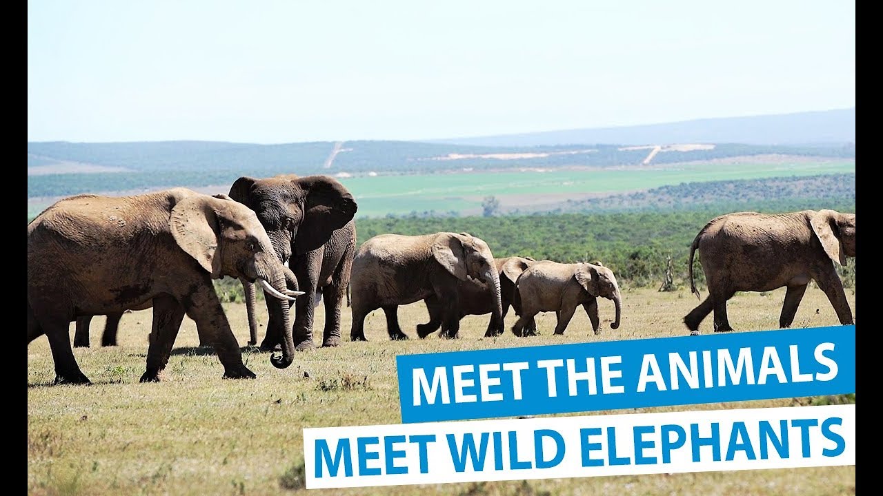 Meet the Animals - Elephants - YouTube