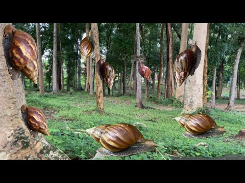 HUNTING SNAIL‼️Menemukan sarang siput,african snail,keongmas,big snail ...