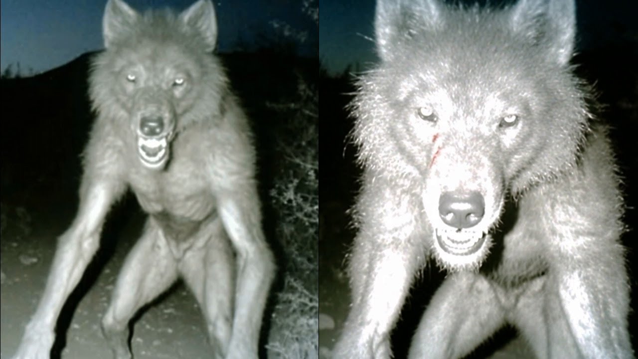 Trail Camera Footage Shows Dogman in Michigan, Then 2 Hikers Reported ...