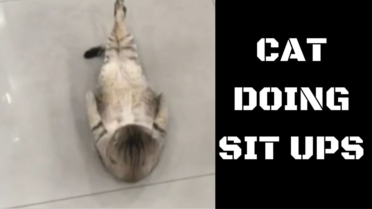 Cat doing sit ups funny! - YouTube