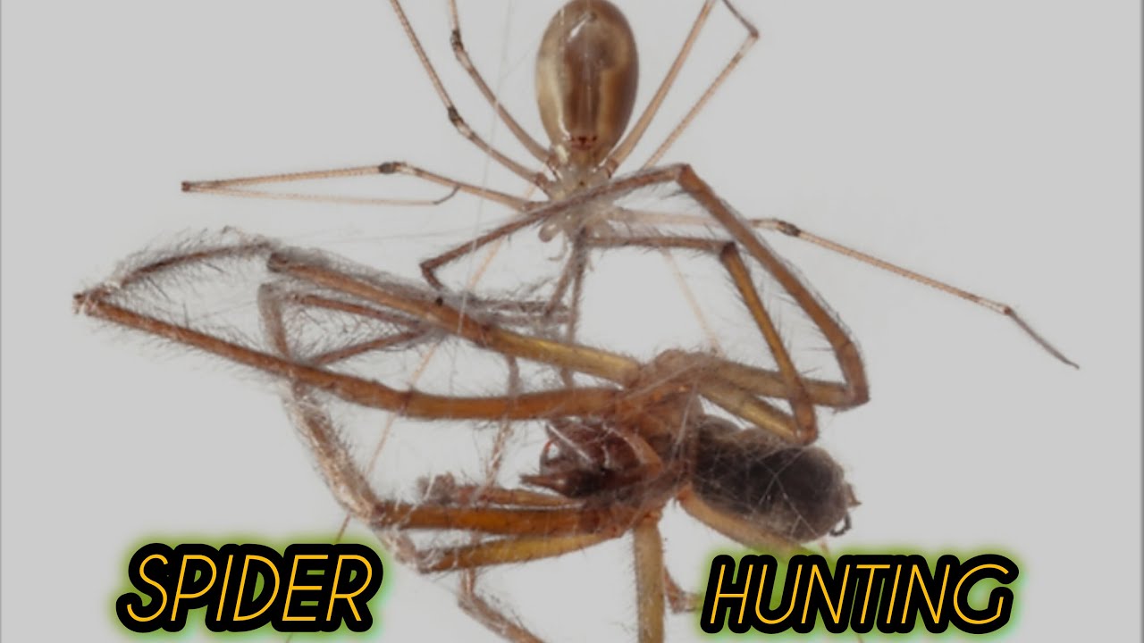 Extremely Amazing Spider attack 🕷️🕷️|| spider is hunting a fly. #spider ...