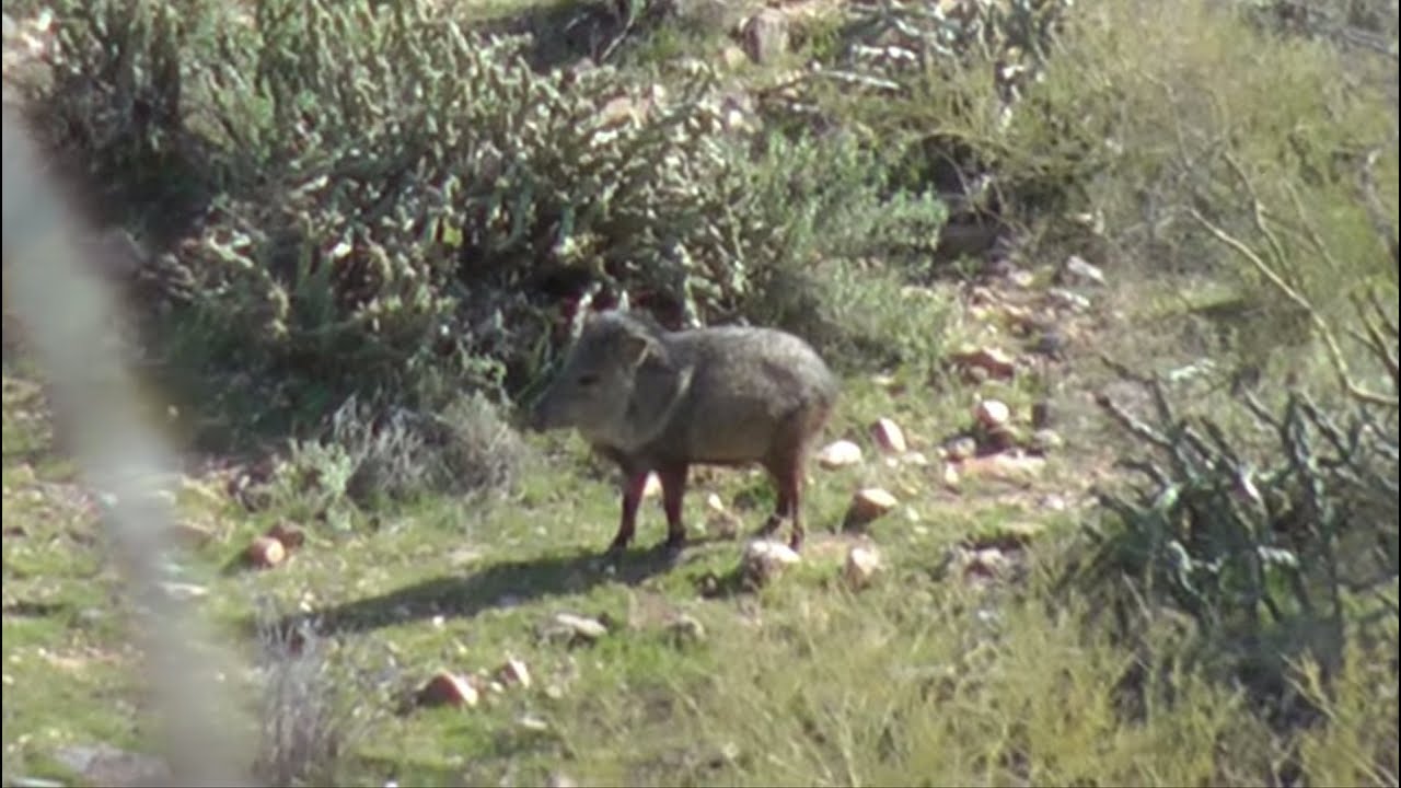 Arizona Javelina Bowhunting..Scenery. Awesome!!! HD - YouTube