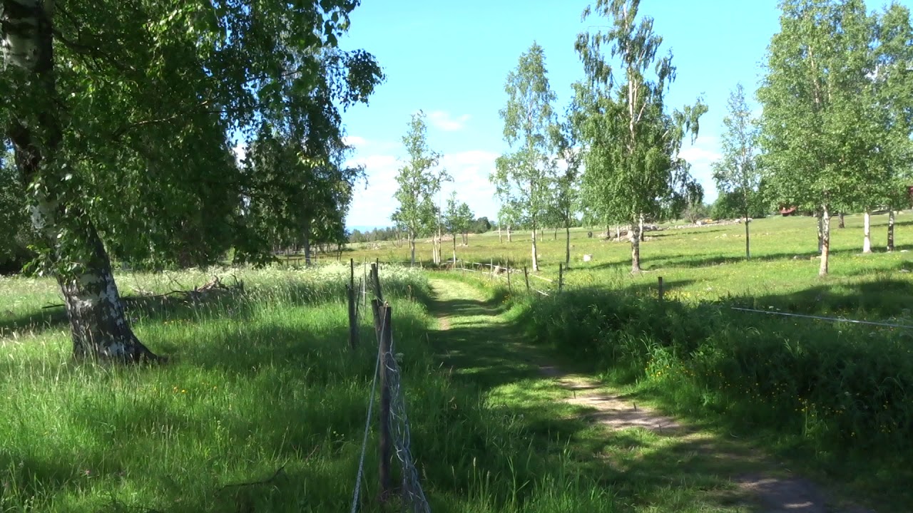 Sweden - Solleron Island, Lake Siljan - Friday afternoon - 8th June ...