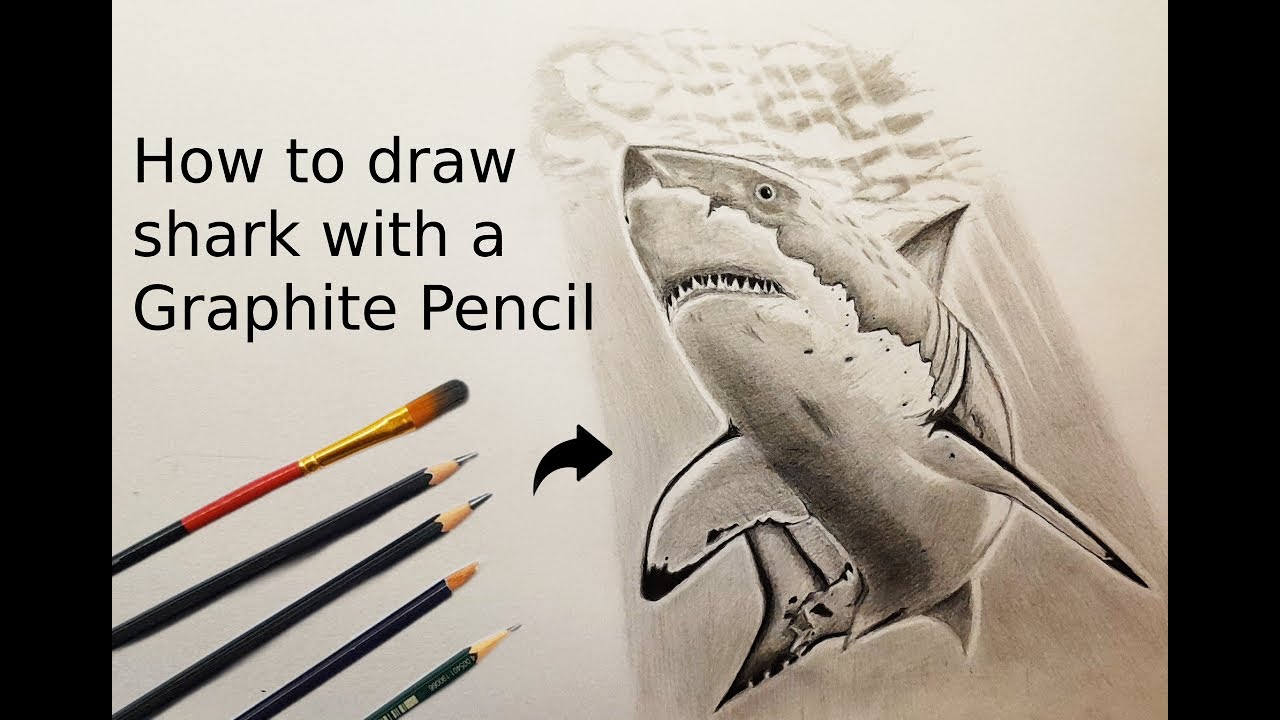How to draw a realistic shark with a Graphite Pencil | Realistic Pencil ...